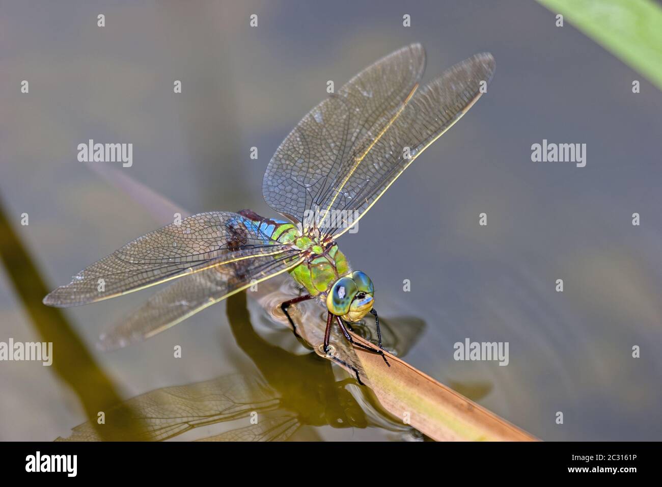 Emperor dragonfly 'Anax imperator' Stock Photo - Alamy