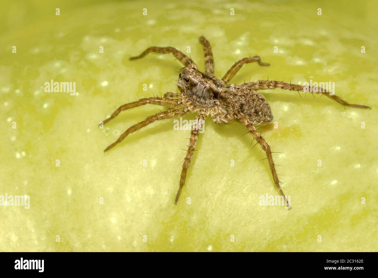 Wolf spider lycosidae hi-res stock photography and images - Alamy