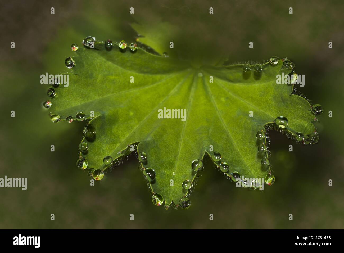Leaf of alchemilla plant hi-res stock photography and images - Alamy