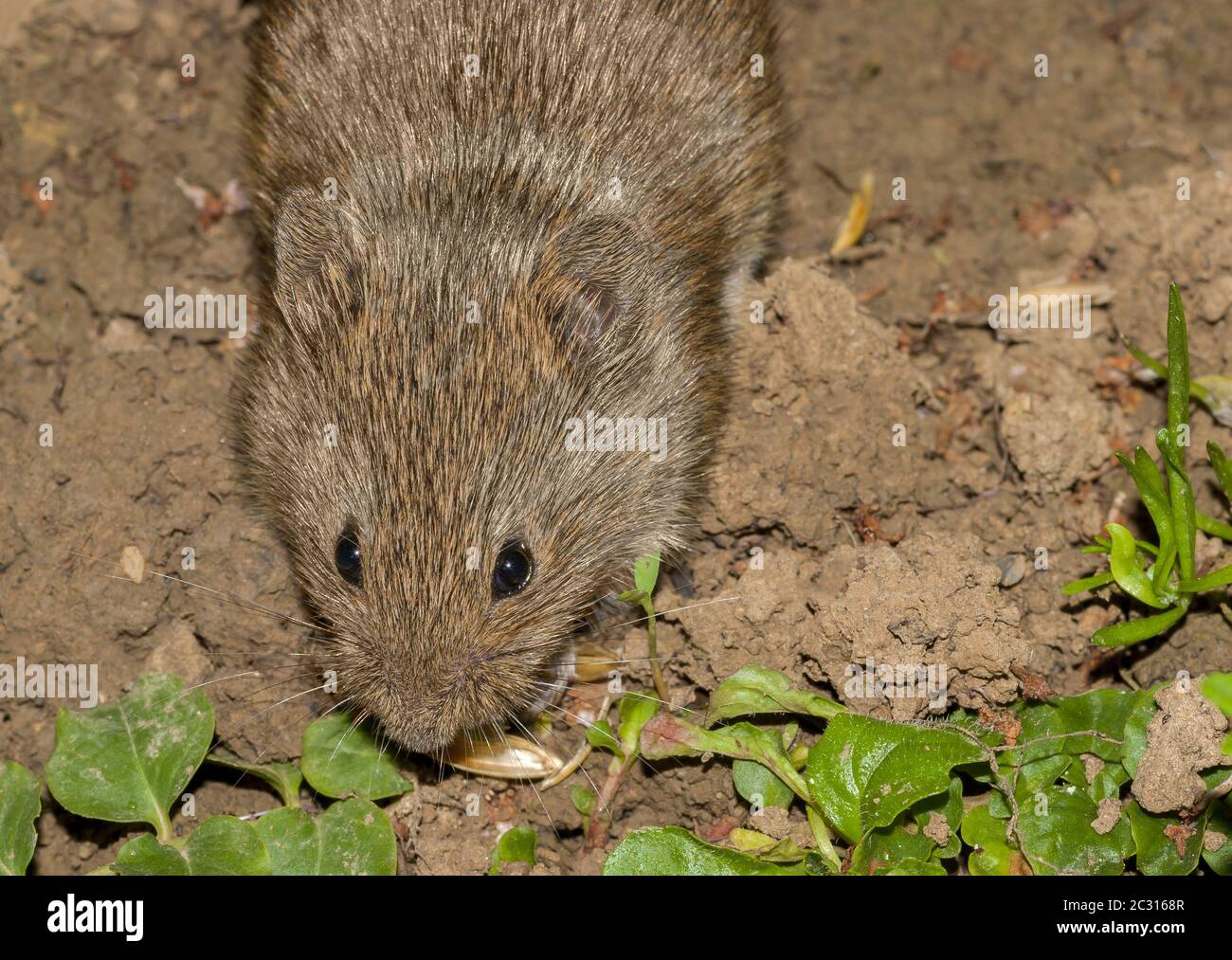 Field mouse 'Microtus arvalis' Stock Photo - Alamy