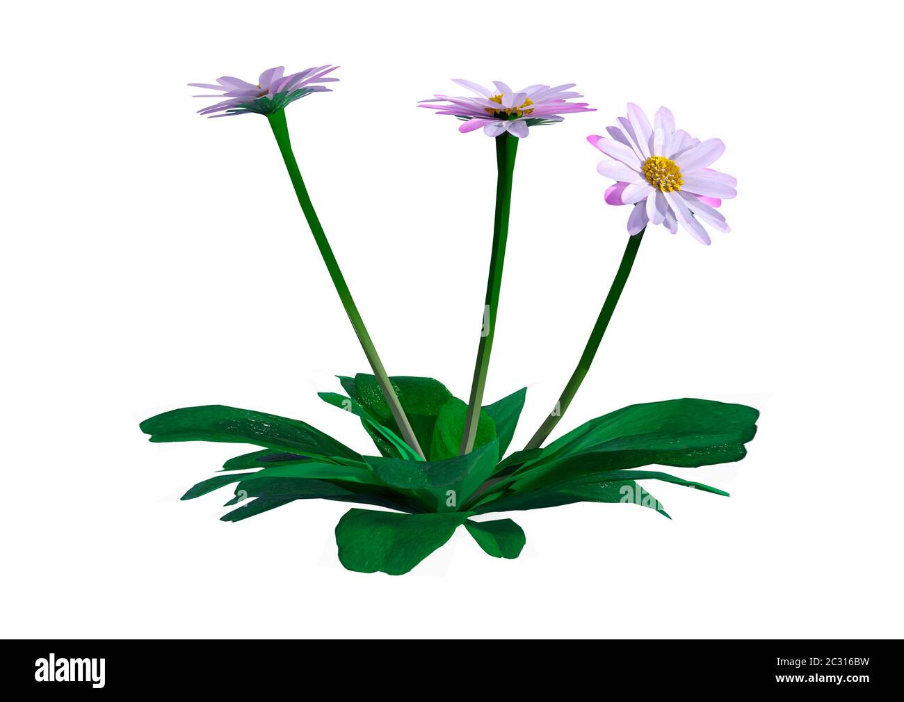 3D rendering of daisy flowers isolated on white background Stock Photo ...