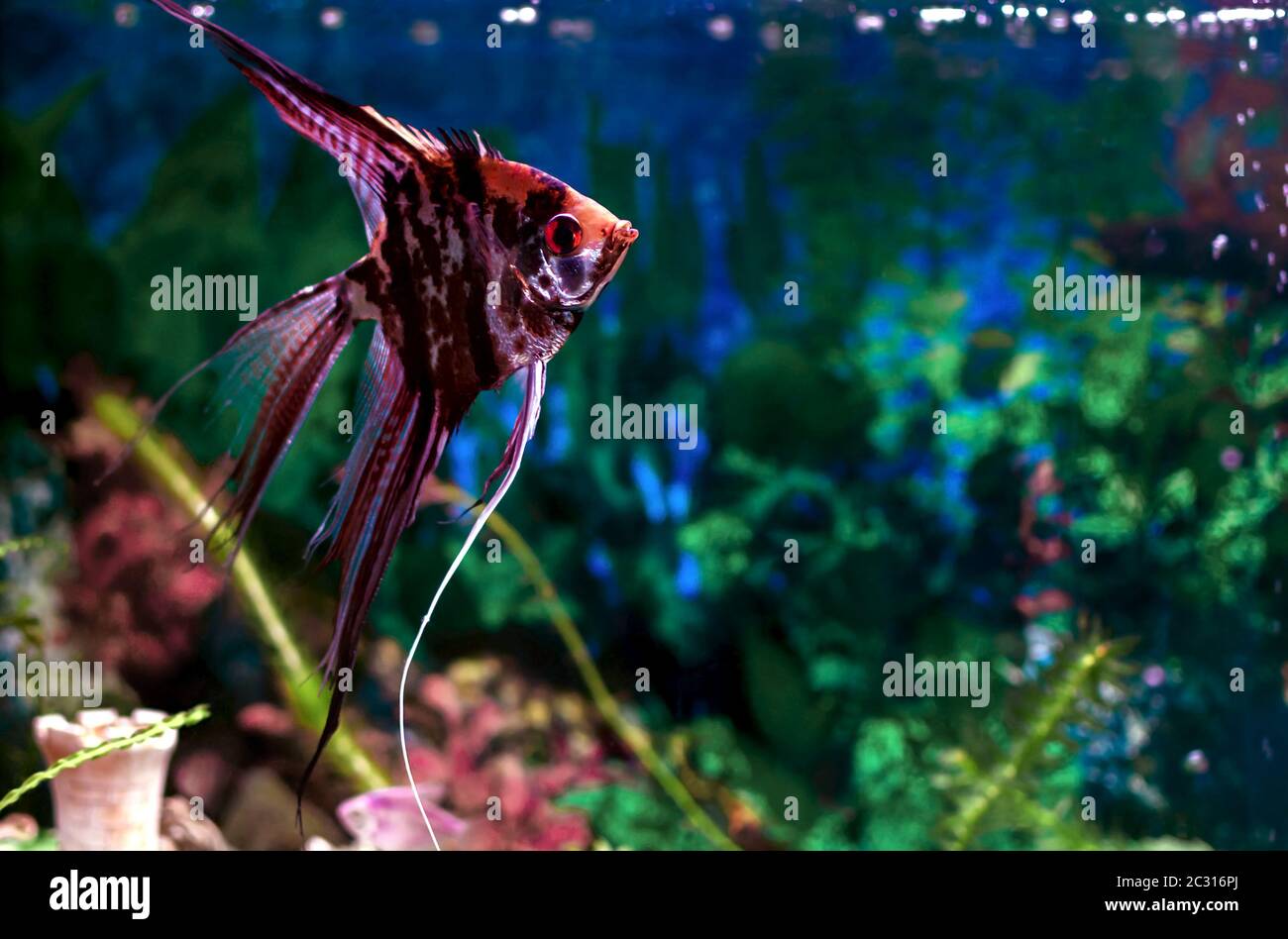 Angel fish fin hi-res stock photography and images - Alamy