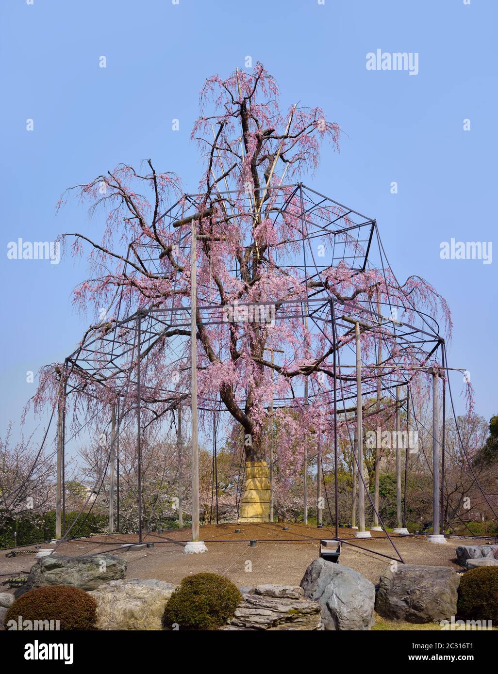 Beautiful Weeping Willow In Bloom High Resolution Stock Photography and ...