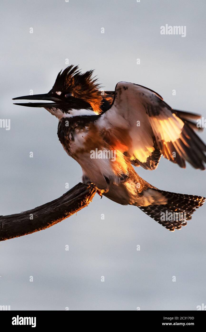 Belted kingfisher during autumn migration Stock Photo - Alamy