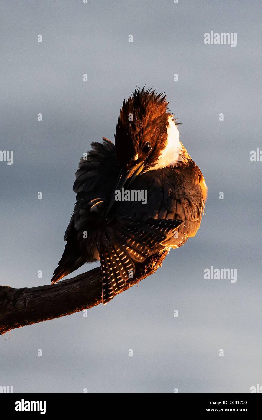 Preening kingfishers hi-res stock photography and images - Alamy