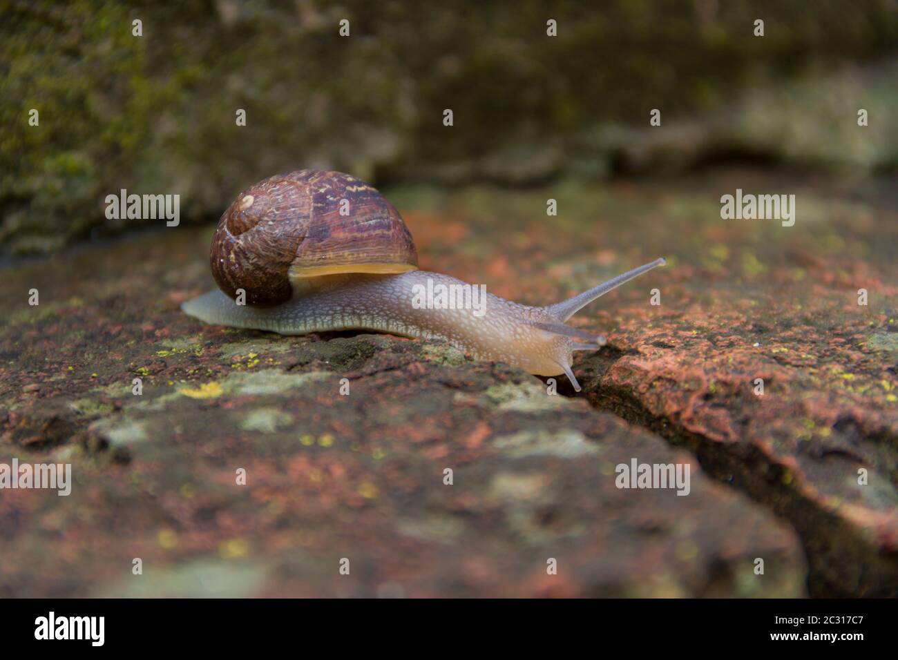 the snail sliding down the ancient bricks Stock Photo - Alamy