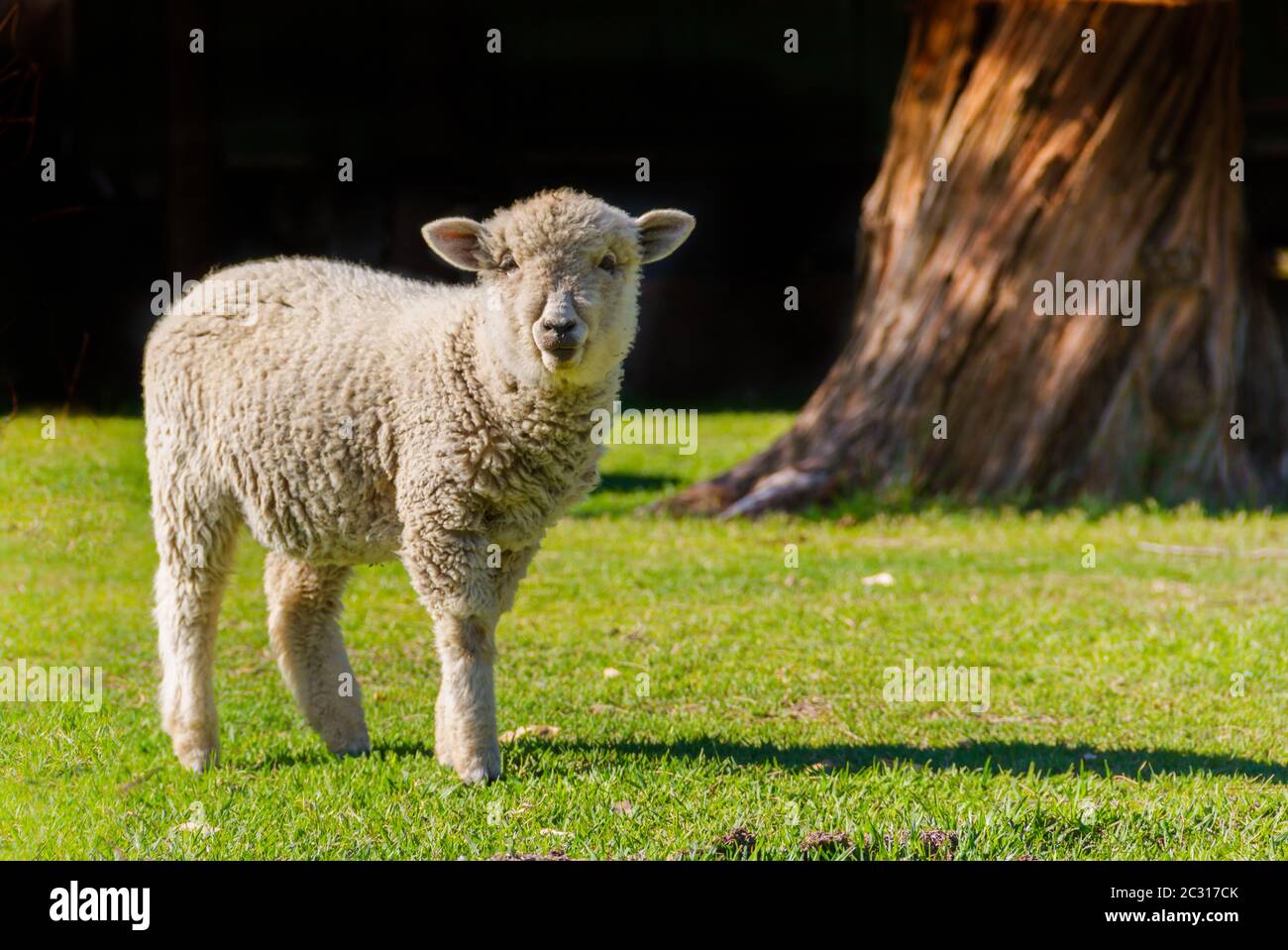 portrait of lamb in the field with black background Stock Photo - Alamy