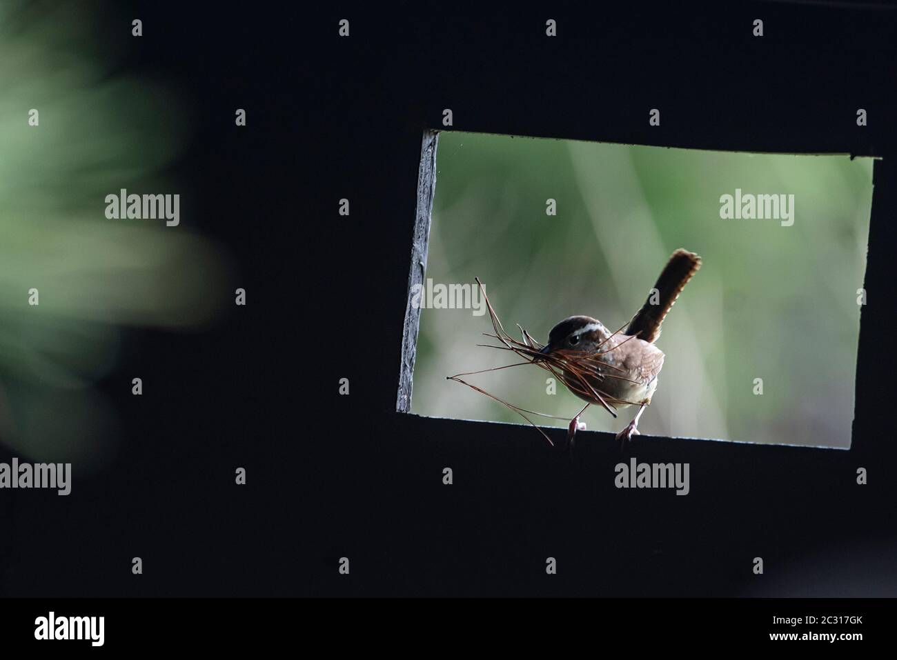 Nesting behavior hi-res stock photography and images - Alamy