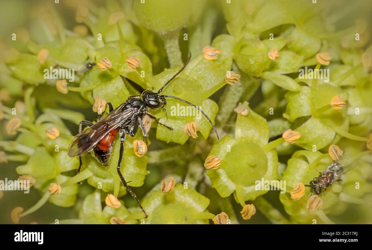 Spider wasp 'Priocnemis spec.' Stock Photo - Alamy