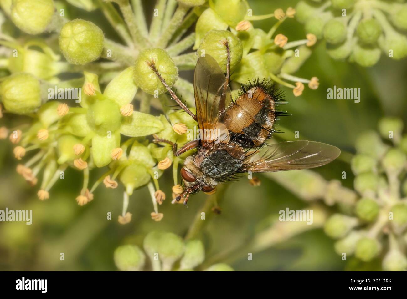 Tachina fly 'Tachina fera' Stock Photo - Alamy
