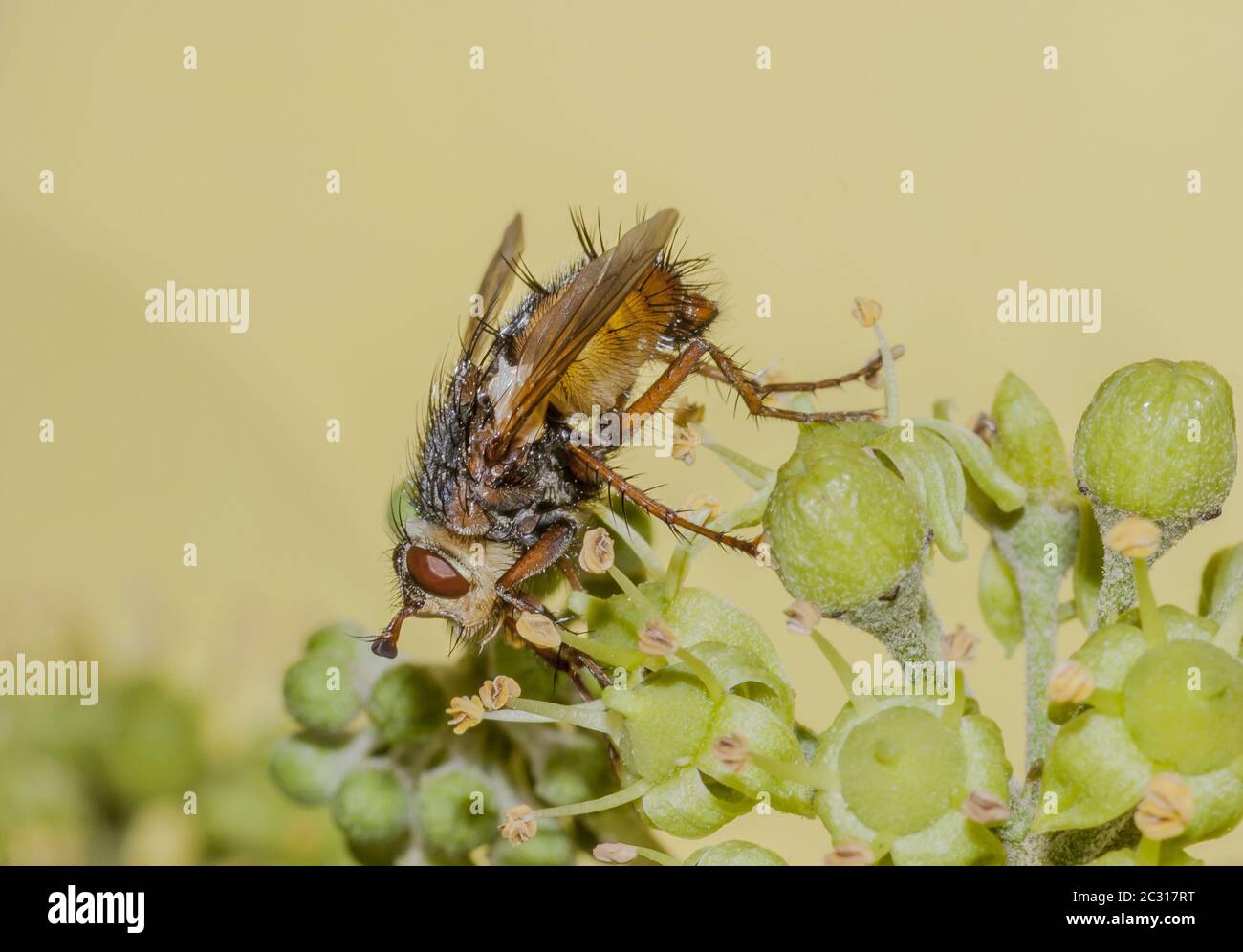 Tachina fly 'Tachina fera' Stock Photo - Alamy