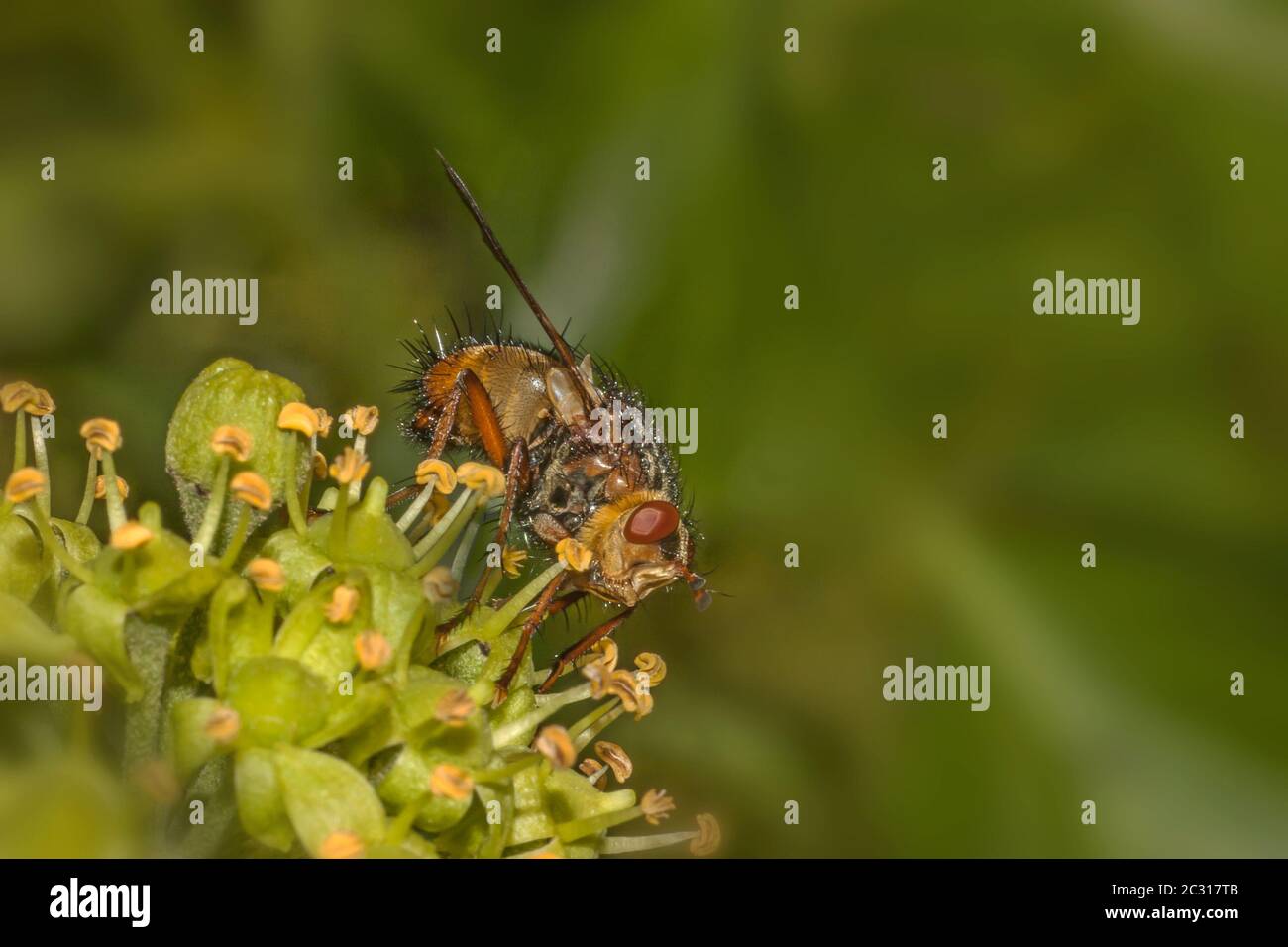 Tachina fly 'Tachina fera' Stock Photo - Alamy