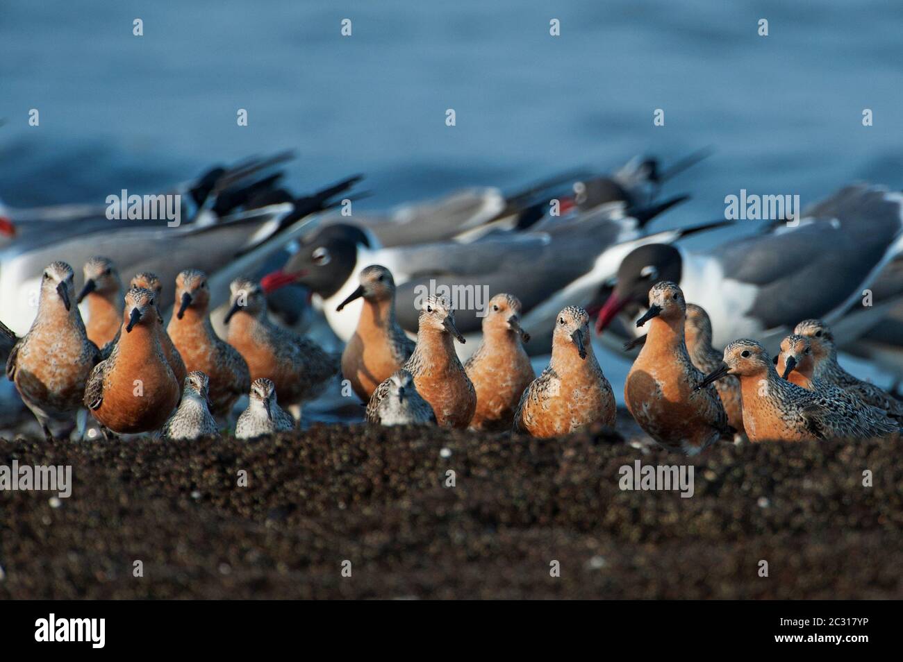 Red knots eggs hi-res stock photography and images - Alamy
