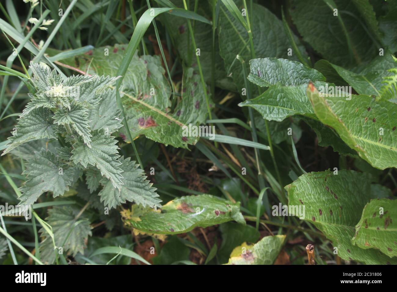 Interesting how dock leaves always grow near nettles Stock Photo - Alamy