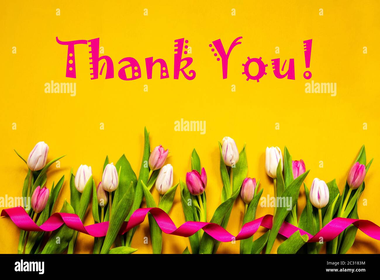 English Text Thank You. White And Pink Tulip Spring Flowers With Ribbon ...