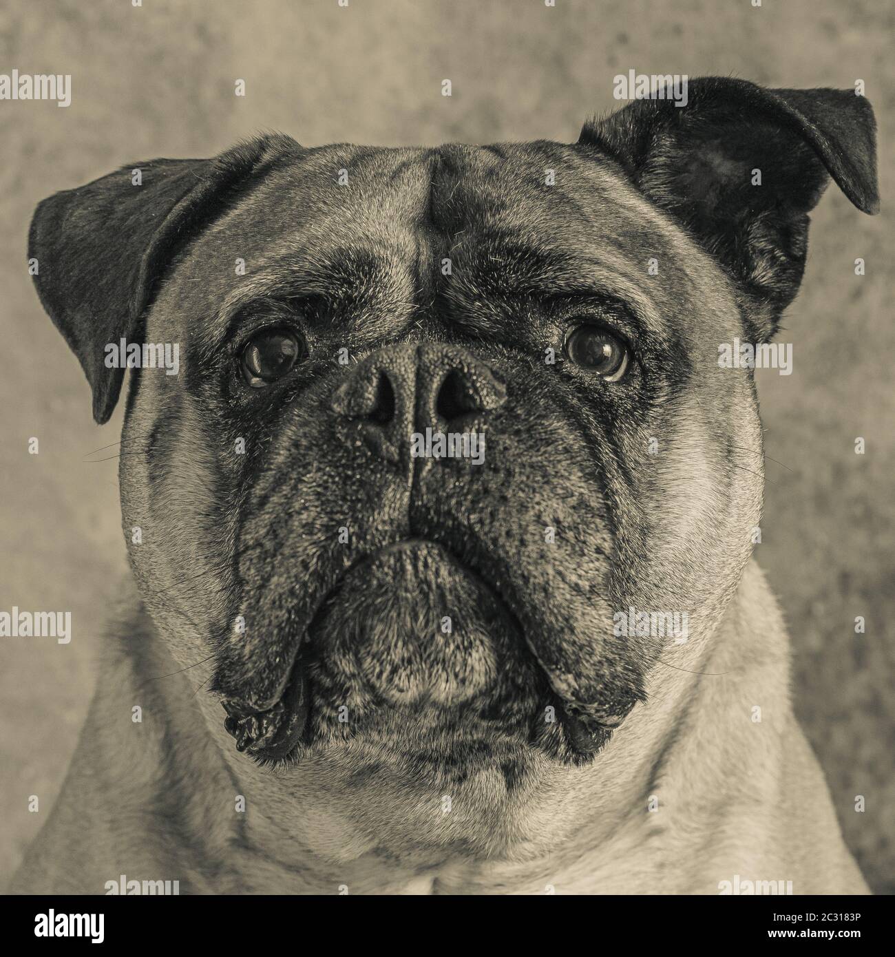 Bull mastiff dog hi-res stock photography and images - Alamy