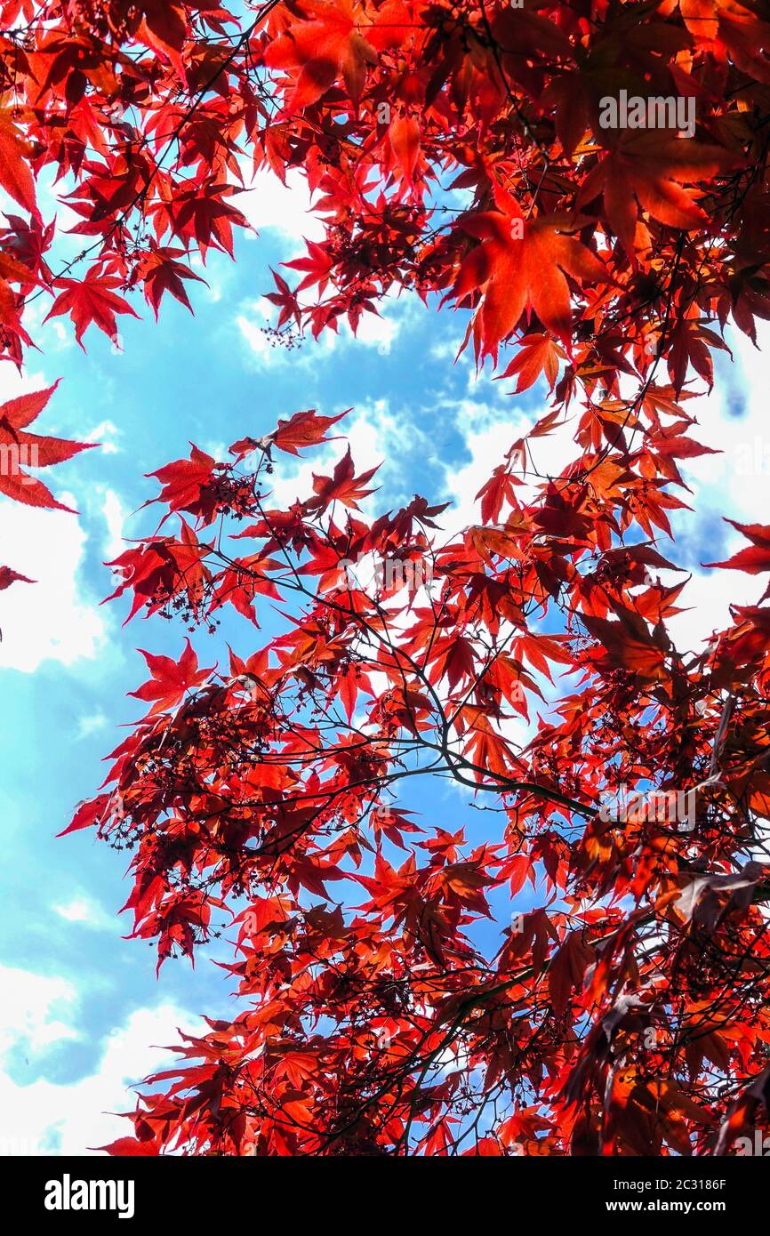 Acer palmatum 'Bloodgood' Japanese maple Stock Photo - Alamy