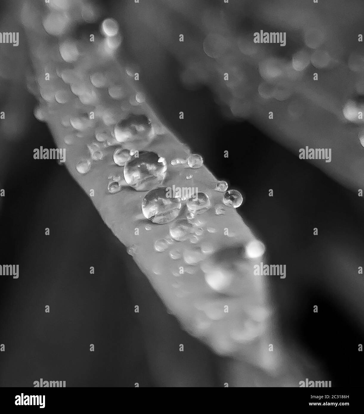 Reflective rain drop hi-res stock photography and images - Alamy