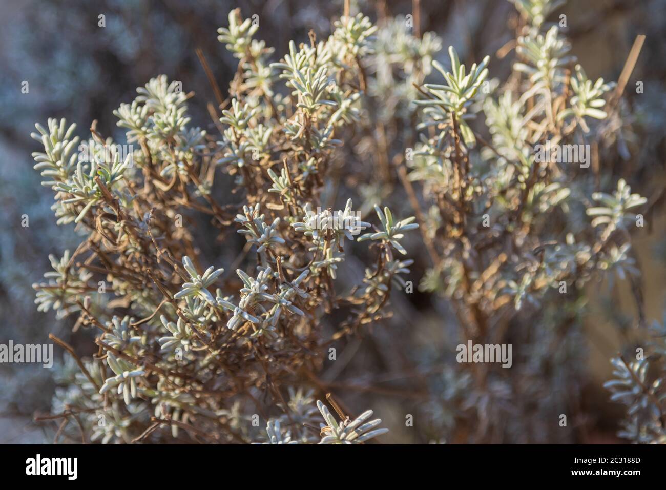 Lavender frost hi-res stock photography and images - Alamy