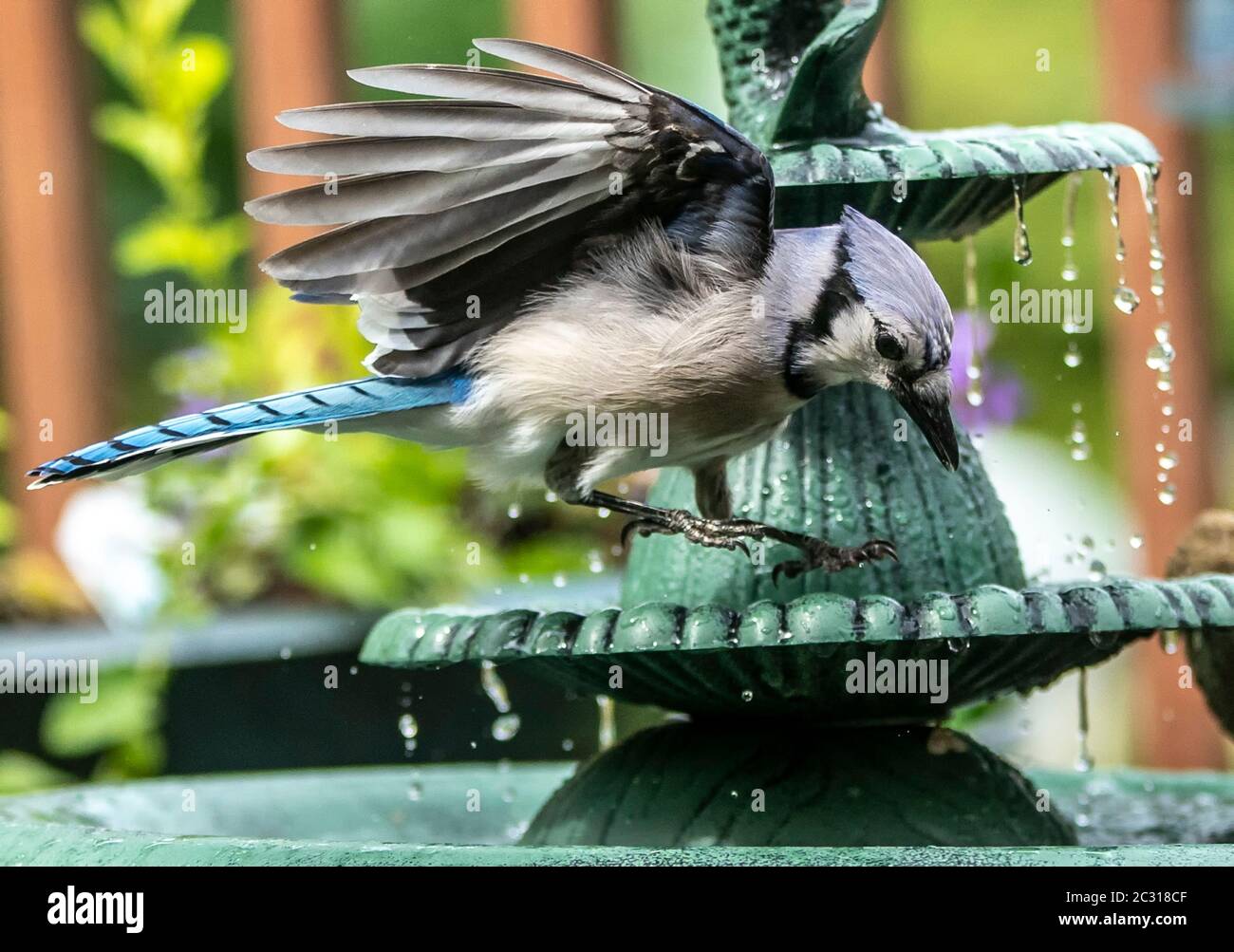 Jumping into the fountain hi-res stock photography and images - Alamy