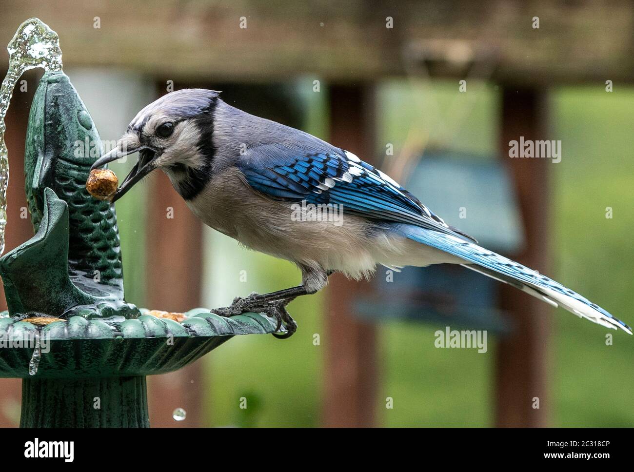 Peanut pick hi-res stock photography and images - Alamy