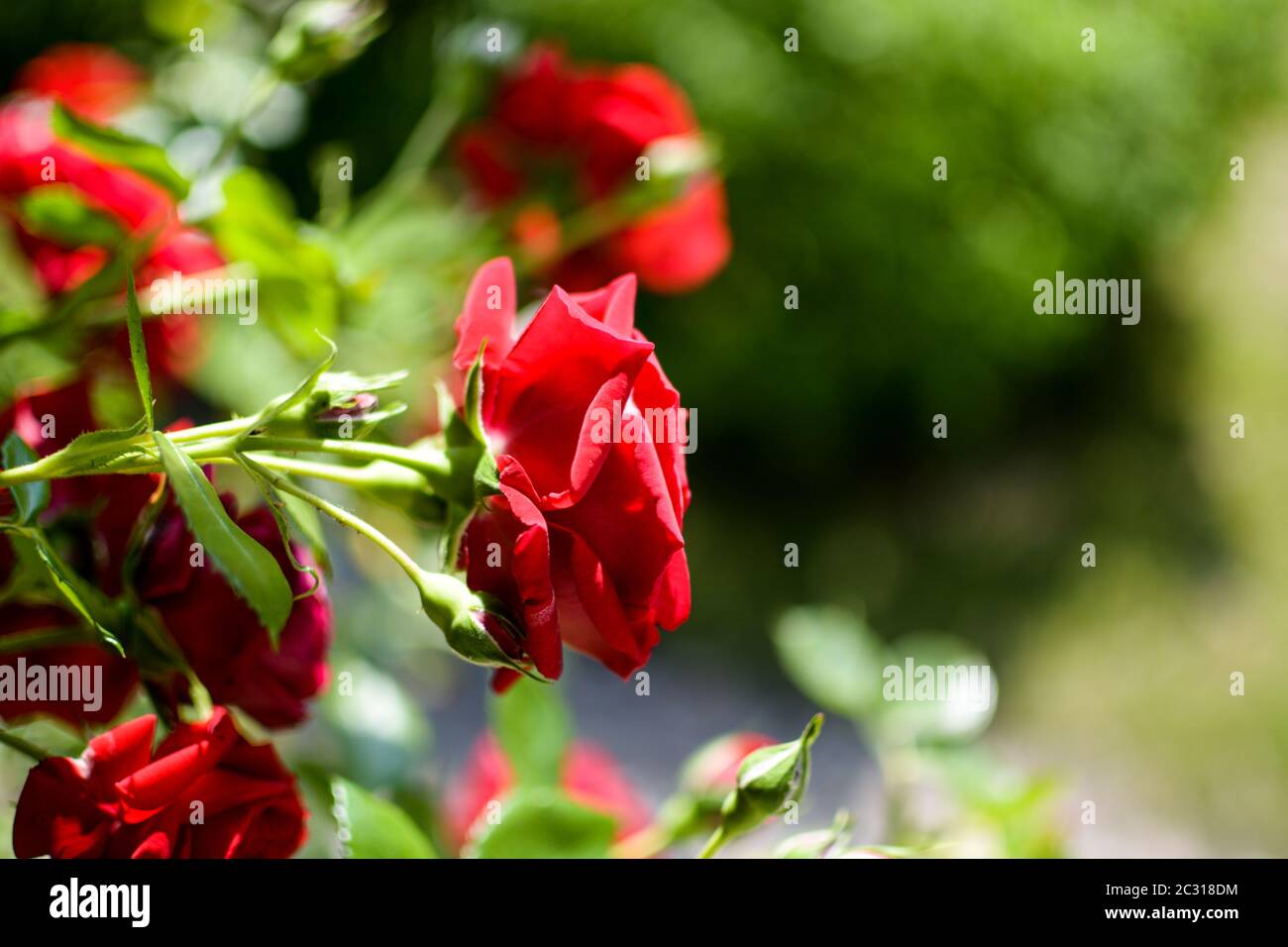 Growing roses isolated hi-res stock photography and images - Alamy