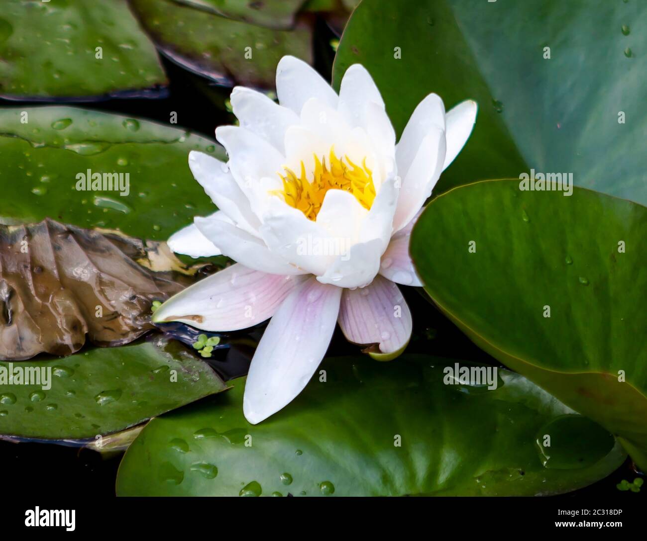 Rain garden pond hi-res stock photography and images - Alamy