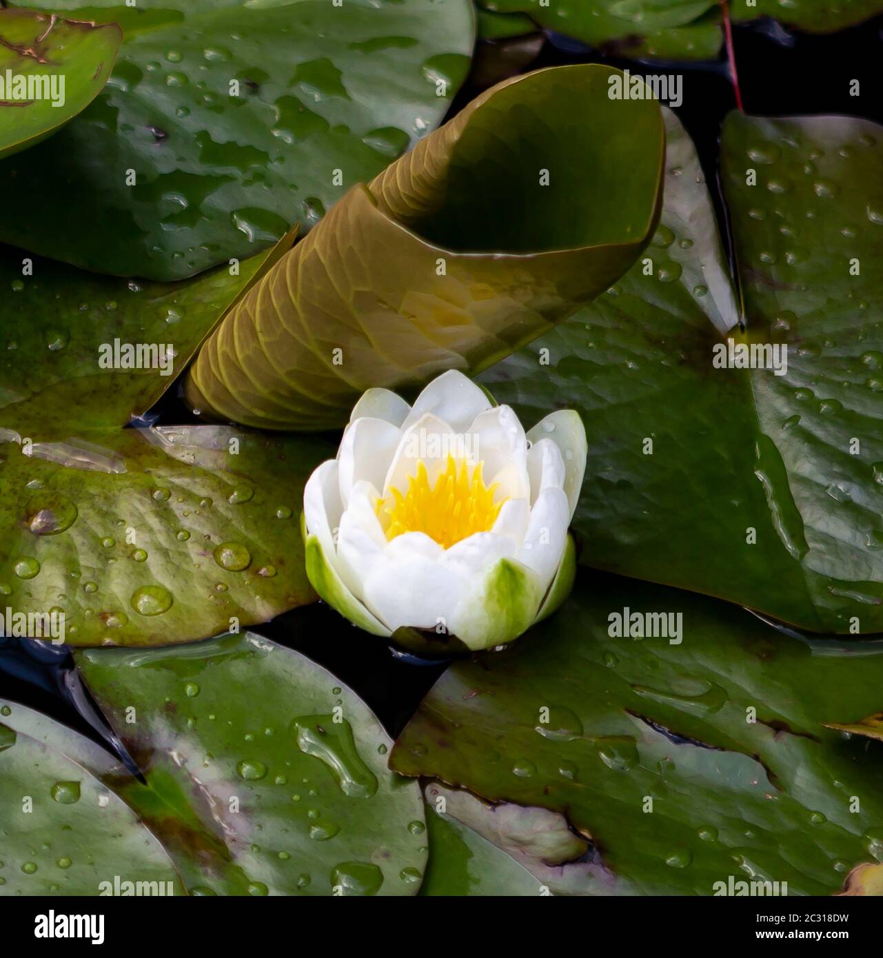 Rain drops on lily pads hi-res stock photography and images - Alamy