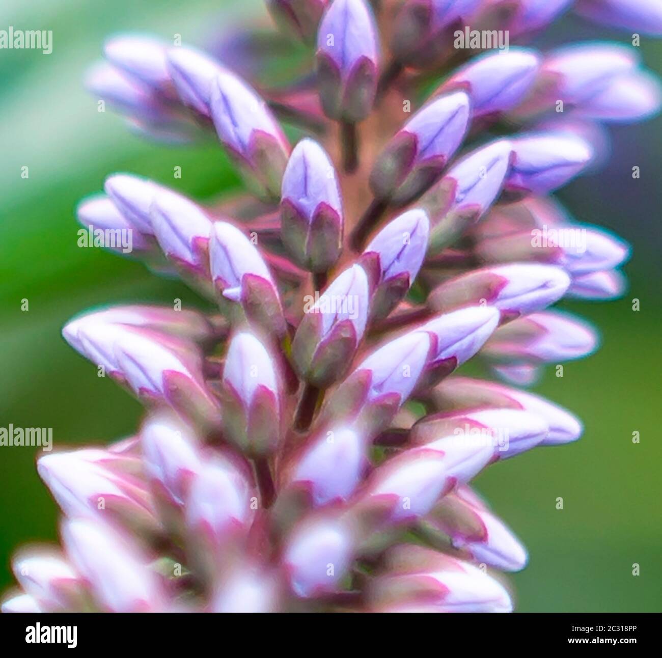 Closed pink wildflower hi-res stock photography and images - Alamy