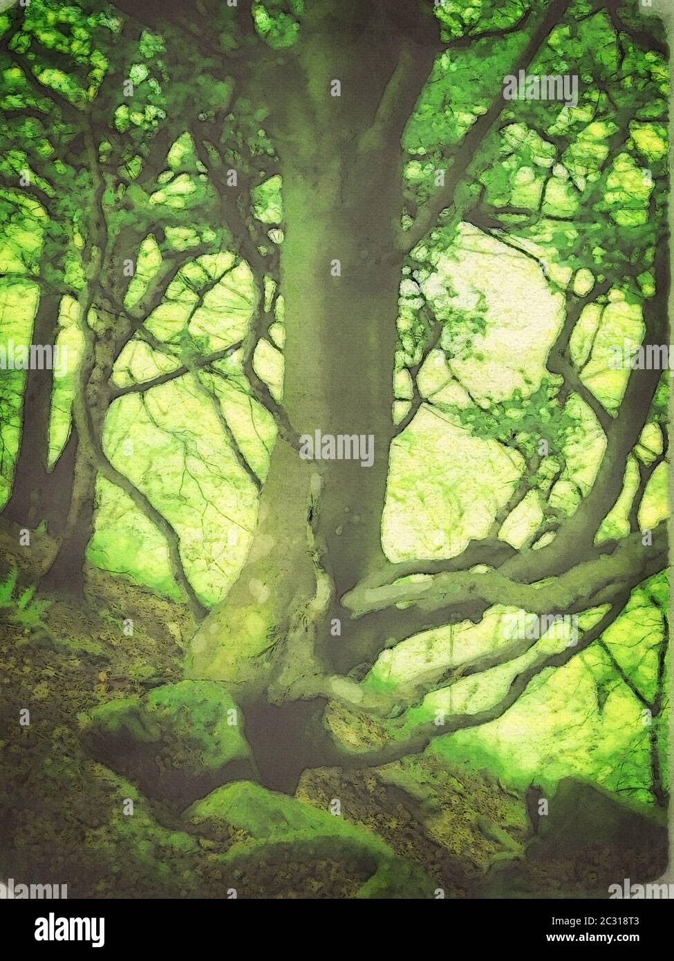 Deep green tree hi-res stock photography and images - Alamy