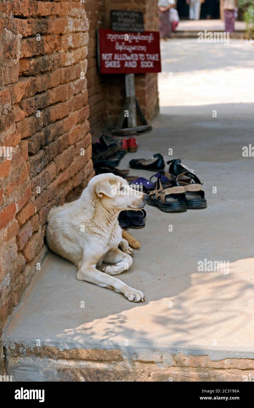 Burmese temple dog hi-res stock photography and images - Alamy
