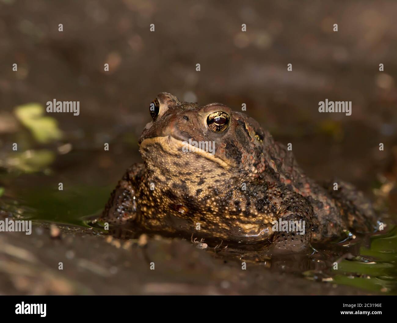 Common toad in water Stock Photo - Alamy