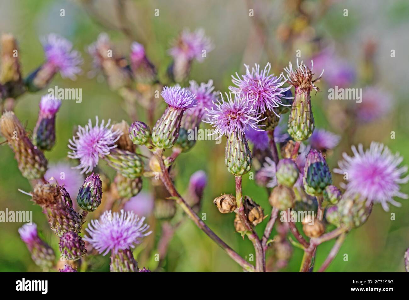 Field thistle hi-res stock photography and images - Alamy