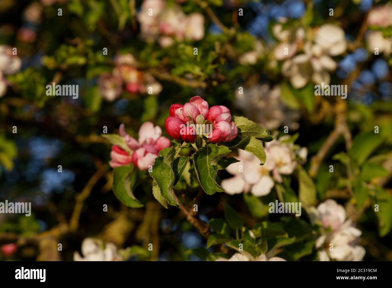 Wild Crabapple tree in flower in the English countryside against a blue ...