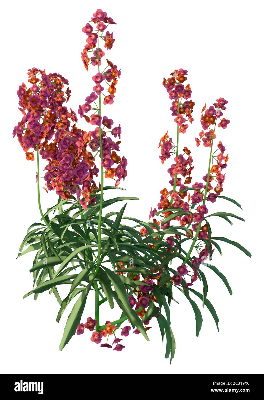 3D rendering of a blooming wallflower plant winter orchid isolated on ...