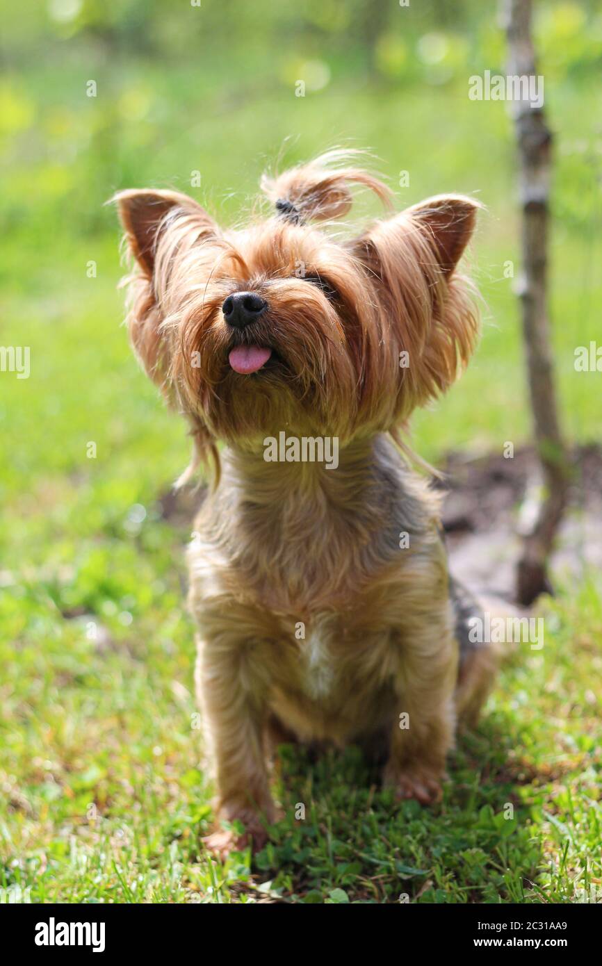 Beautiful furry Yorkie with his tongue sticking out sit on the grass in ...