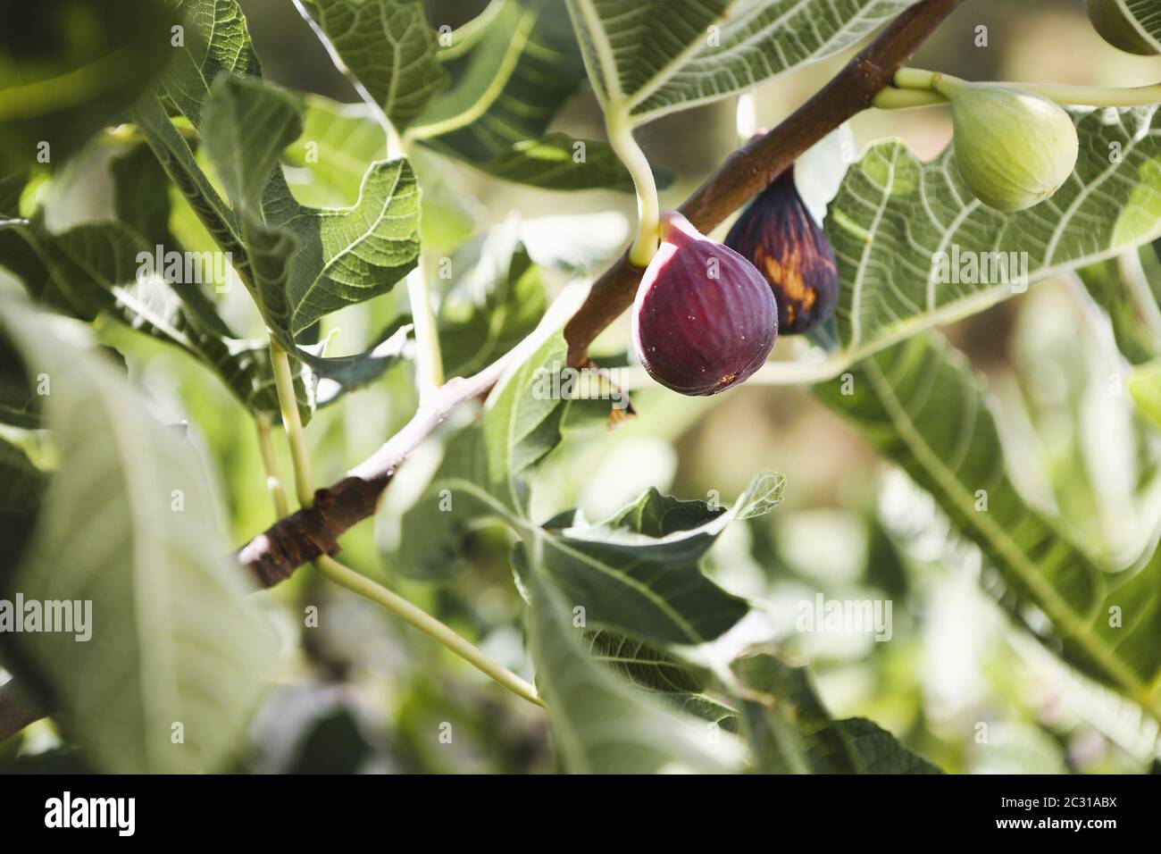 Twig of a fig tree hi-res stock photography and images - Alamy