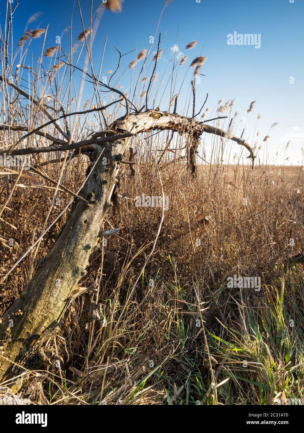 Gnarled tree branch hi-res stock photography and images - Alamy