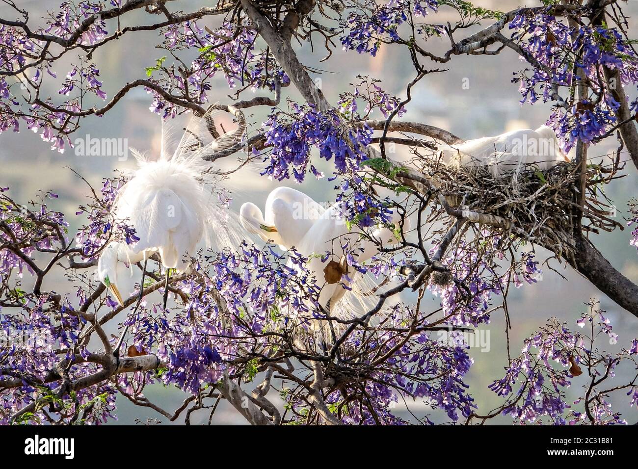 Great egrets nesting in a rookery in a flowering Jacaranda tree in San ...