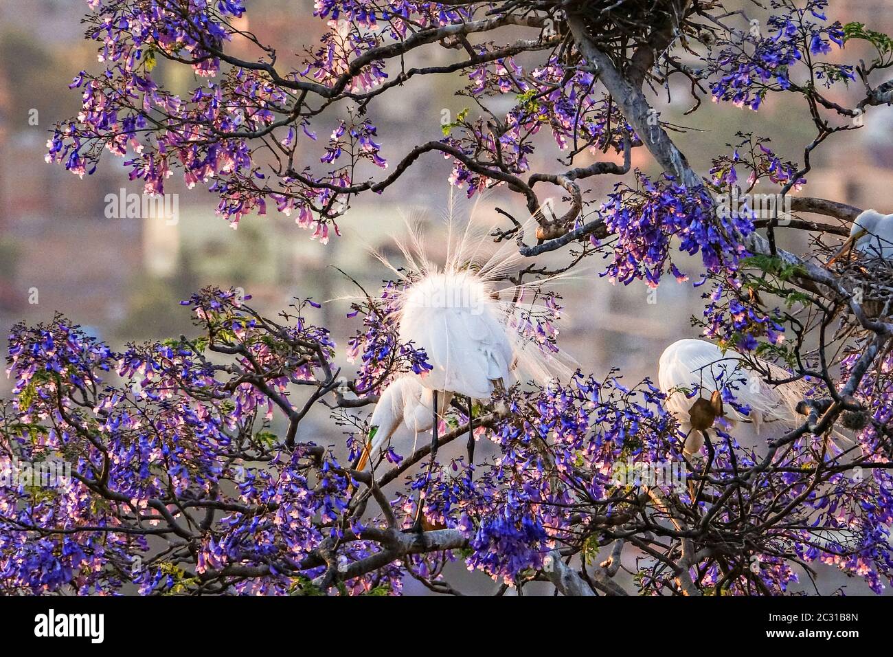 A great egret performs a mating ritual in a flowering Jacaranda tree in ...