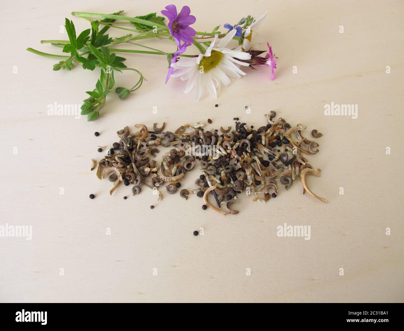 Bee friendly seed mixture and wildflowers for wild bees and other ...