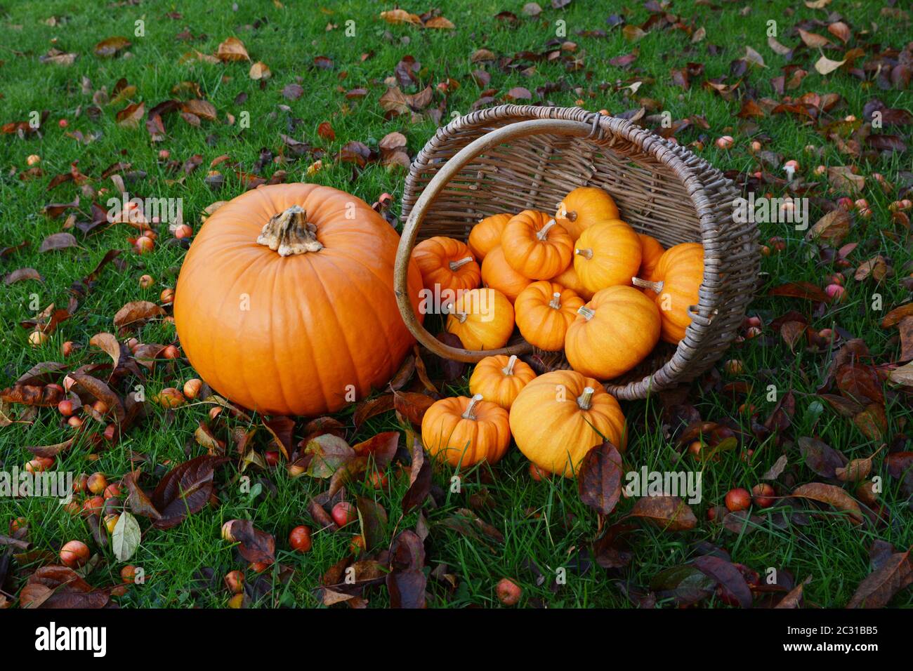 Large pumpkin and a basket full of mini pumpkins spilling onto a lawn ...