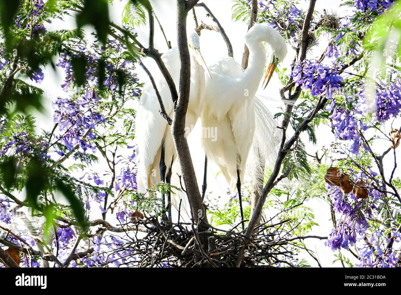A nesting pair of great egrets in a flowering Jacaranda tree in San ...