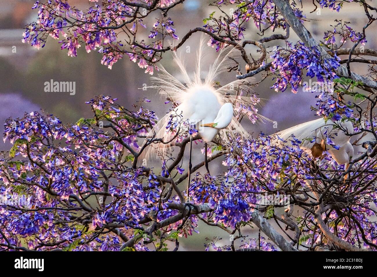 A great egret performs a mating ritual in a flowering Jacaranda tree in ...