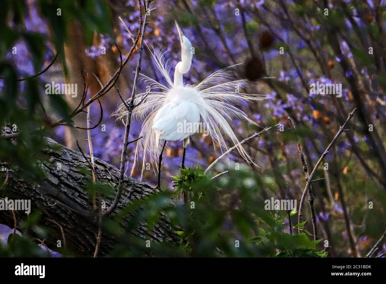 A great egret performs a mating ritual in a flowering Jacaranda tree in ...