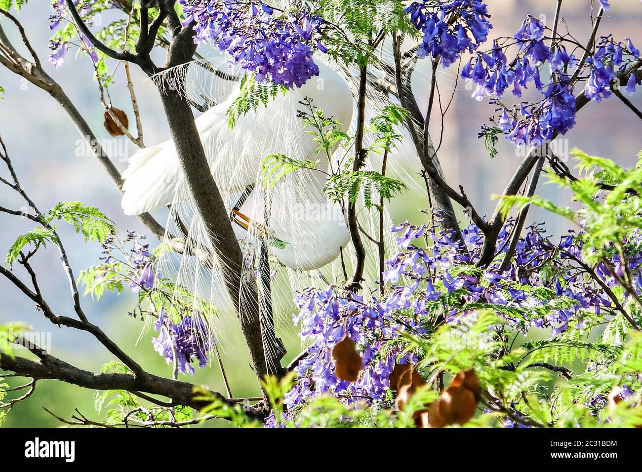 A great egret performs a mating ritual in a flowering Jacaranda tree in ...