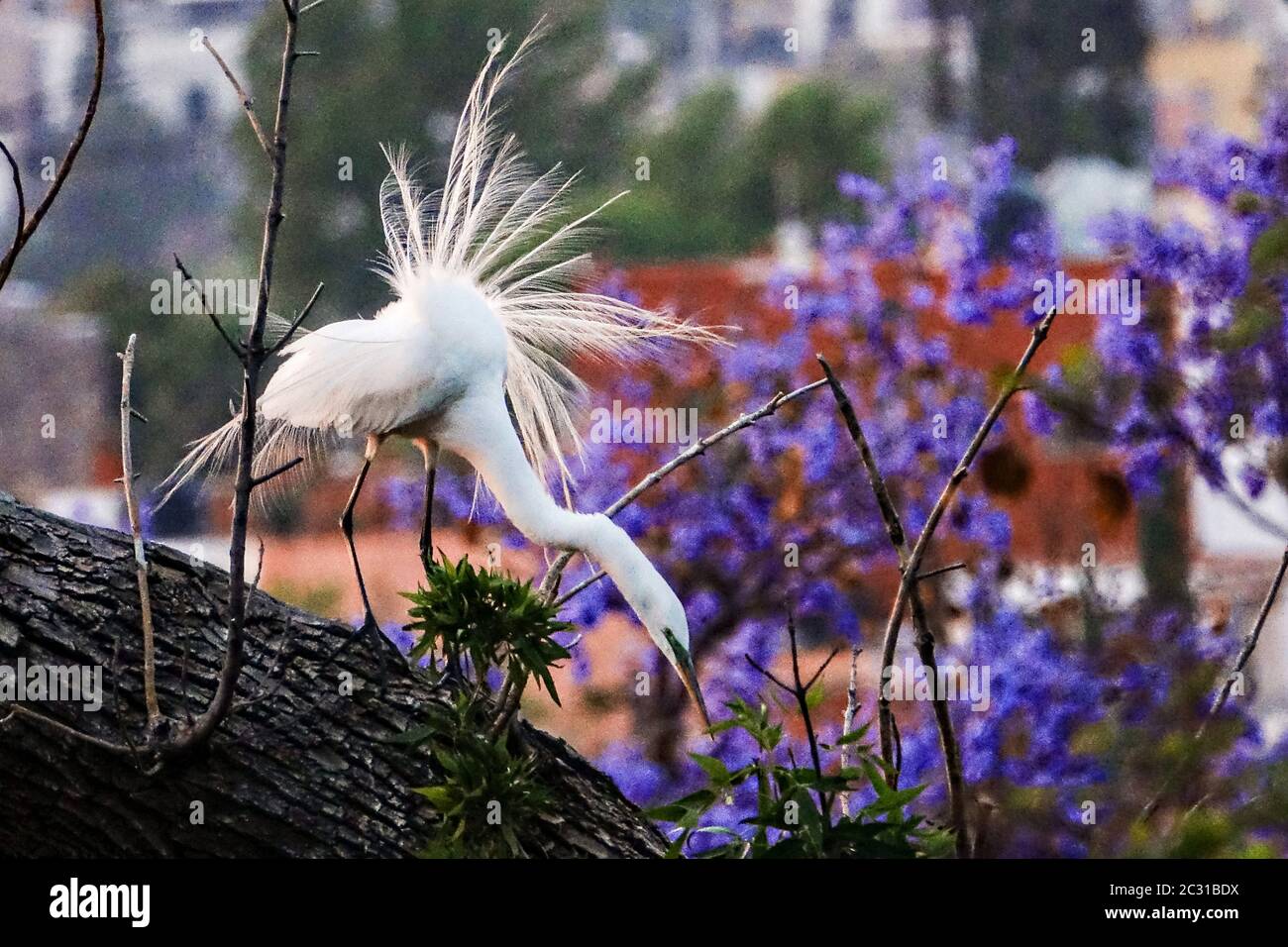 A great egret performs a mating ritual in a flowering Jacaranda tree in ...