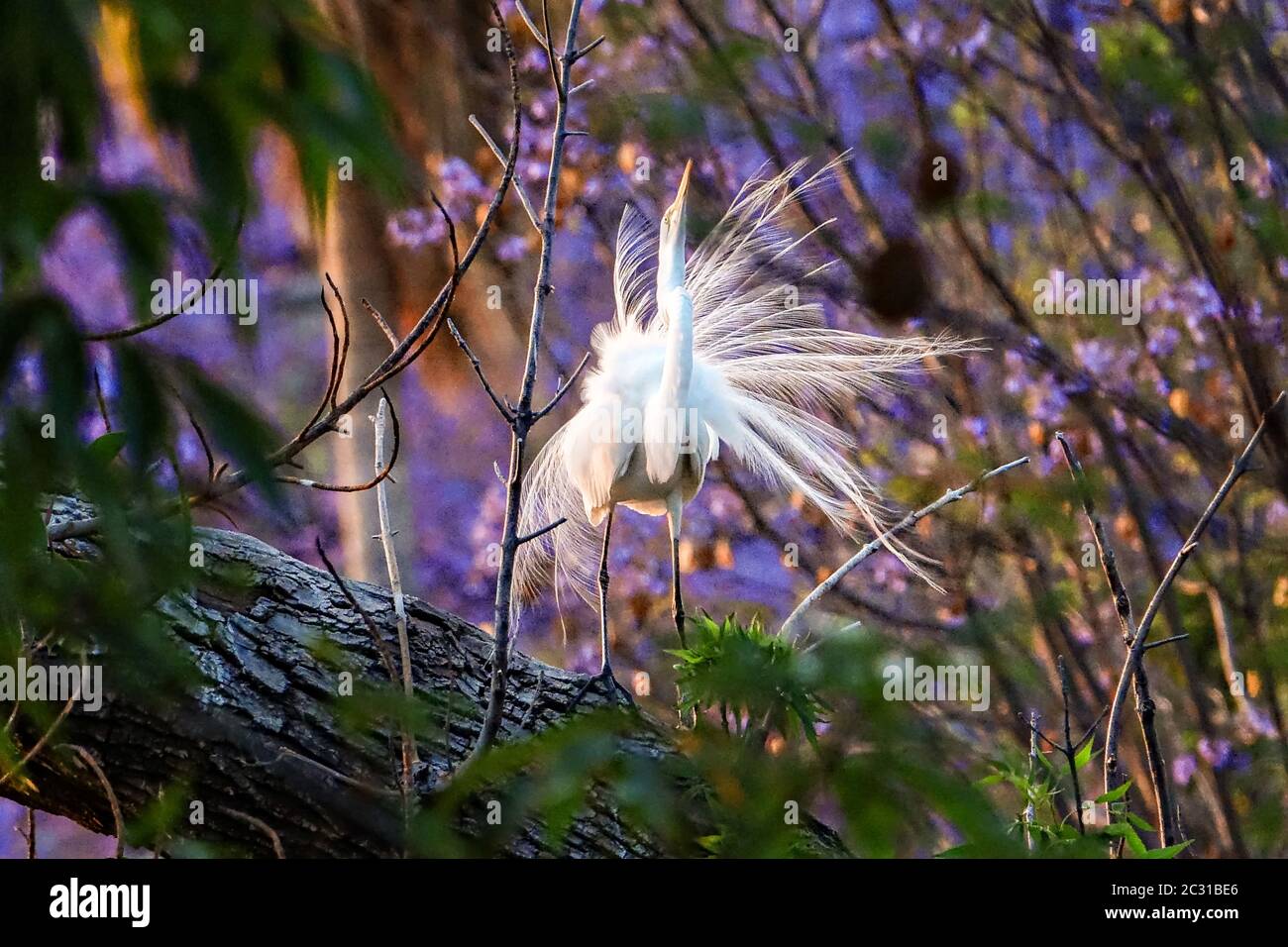 A great egret performs a mating ritual in a flowering Jacaranda tree in ...
