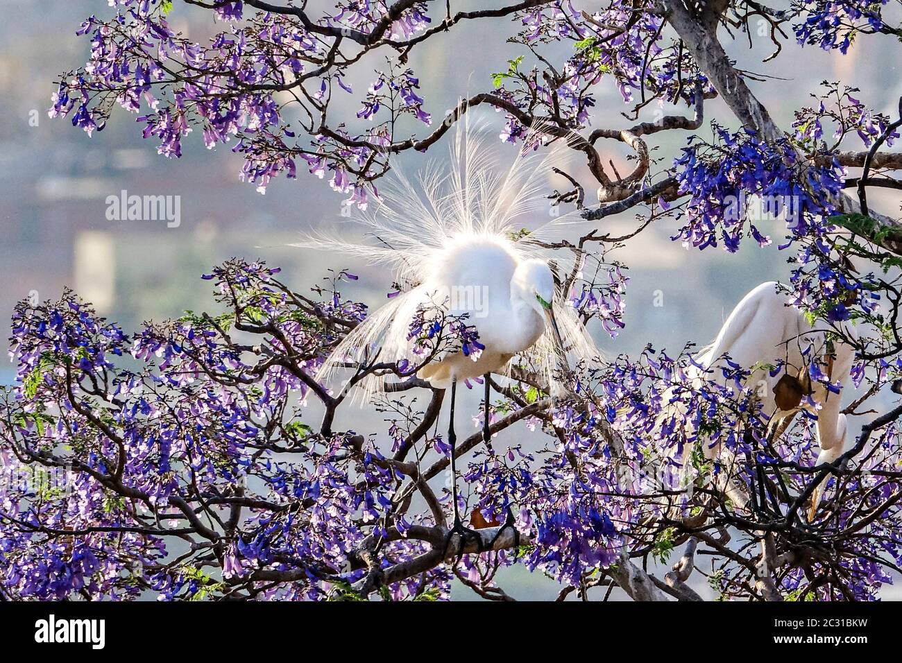 A great egret performs a mating ritual in a flowering Jacaranda tree in ...
