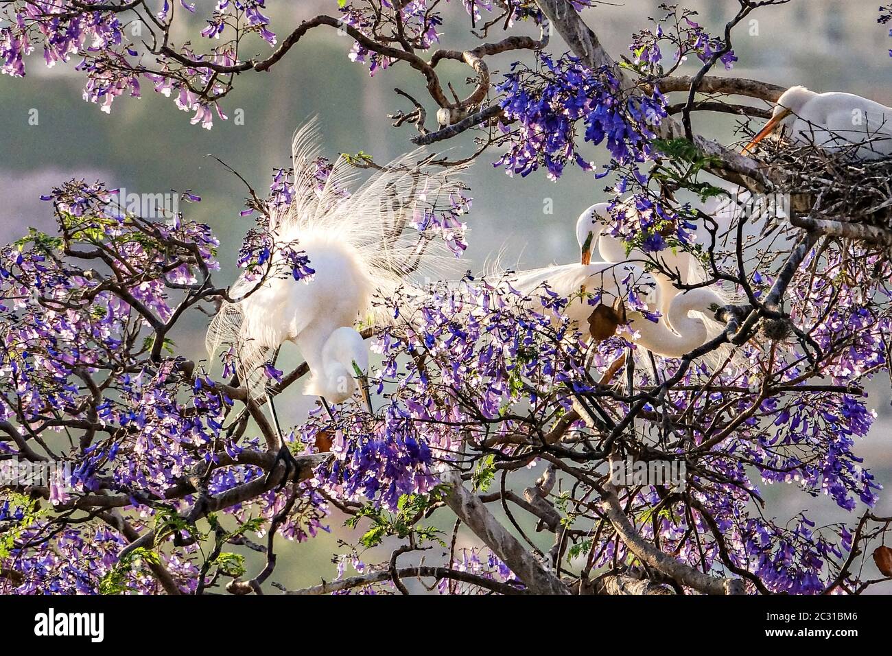 A great egret performs a mating ritual in a flowering Jacaranda tree in ...